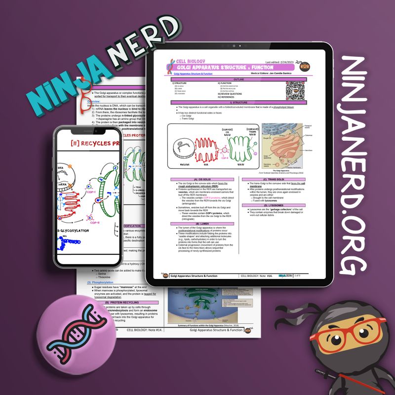 Golgi Apparatus Structure & Function - Notes - NinjaNerd Medicine